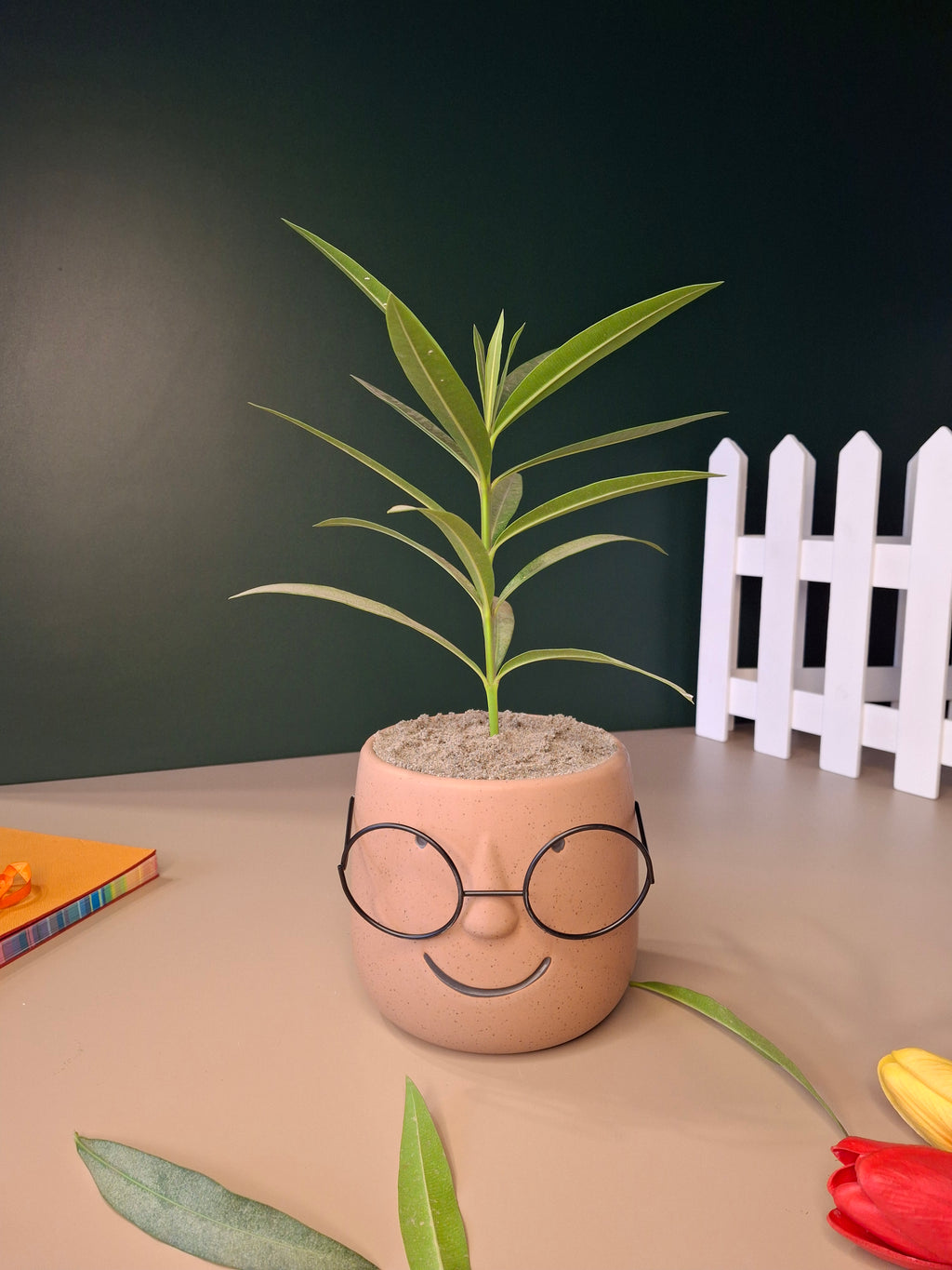 The Prodigy Planter – Coral Tree